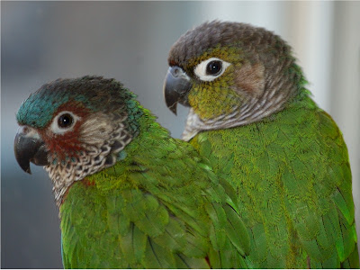 Parrots Lovers: Green-Cheeked Conures